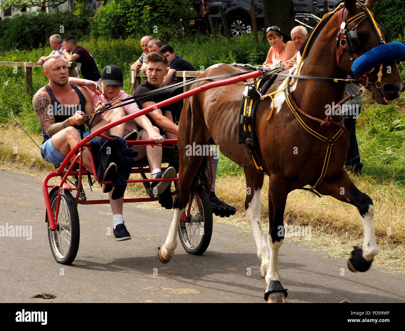 Gypsy trotting race gypsy horse hi-res stock photography and images - Alamy
