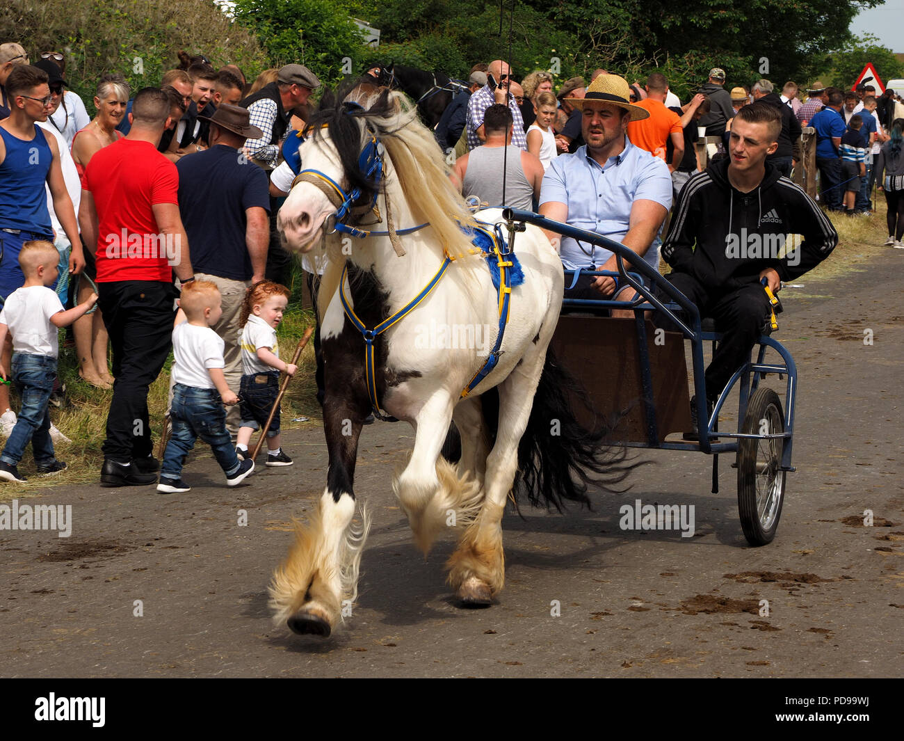 Gypsy trotting race gypsy horse hi-res stock photography and images - Alamy