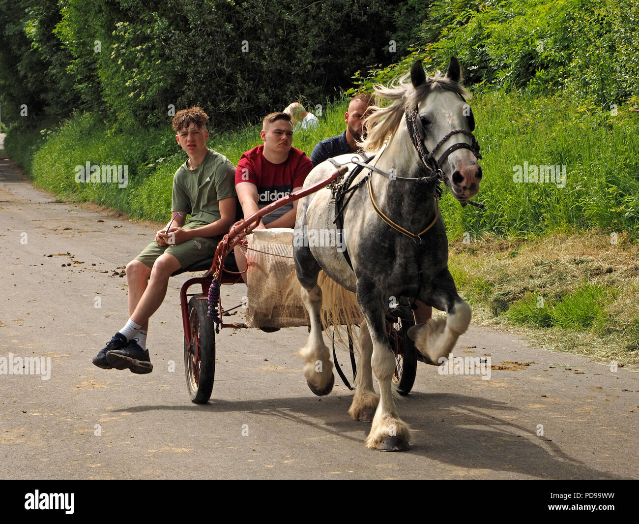 Horse and trap racing up Fair Hill at the annual Appleby Horse Fair ...