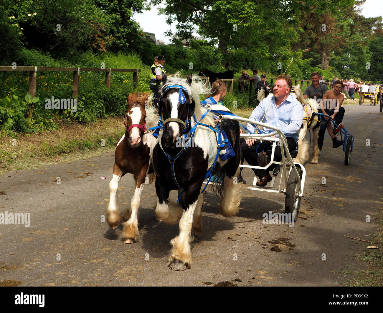 Horse and trap racing up Fair Hill at the annual Appleby Horse Fair ...