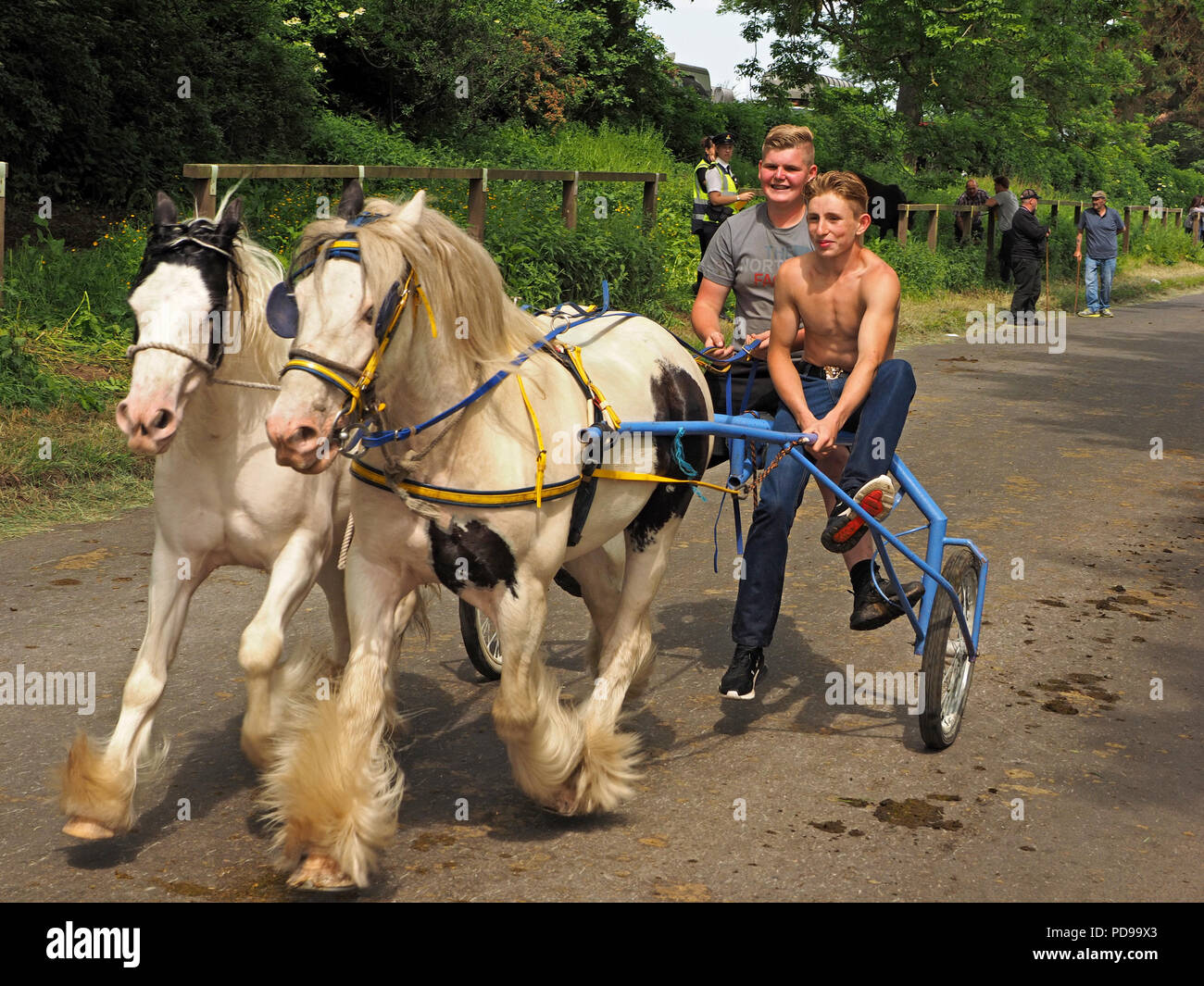 Horse and trap racing up Fair Hill at the annual Appleby Horse Fair ...