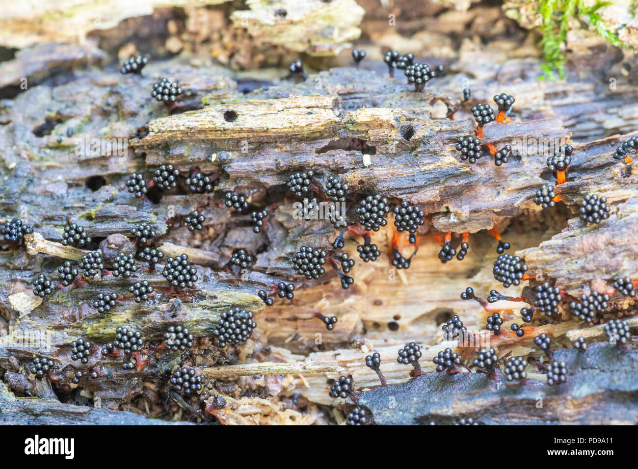 Slime mold hi-res stock photography and images - Alamy