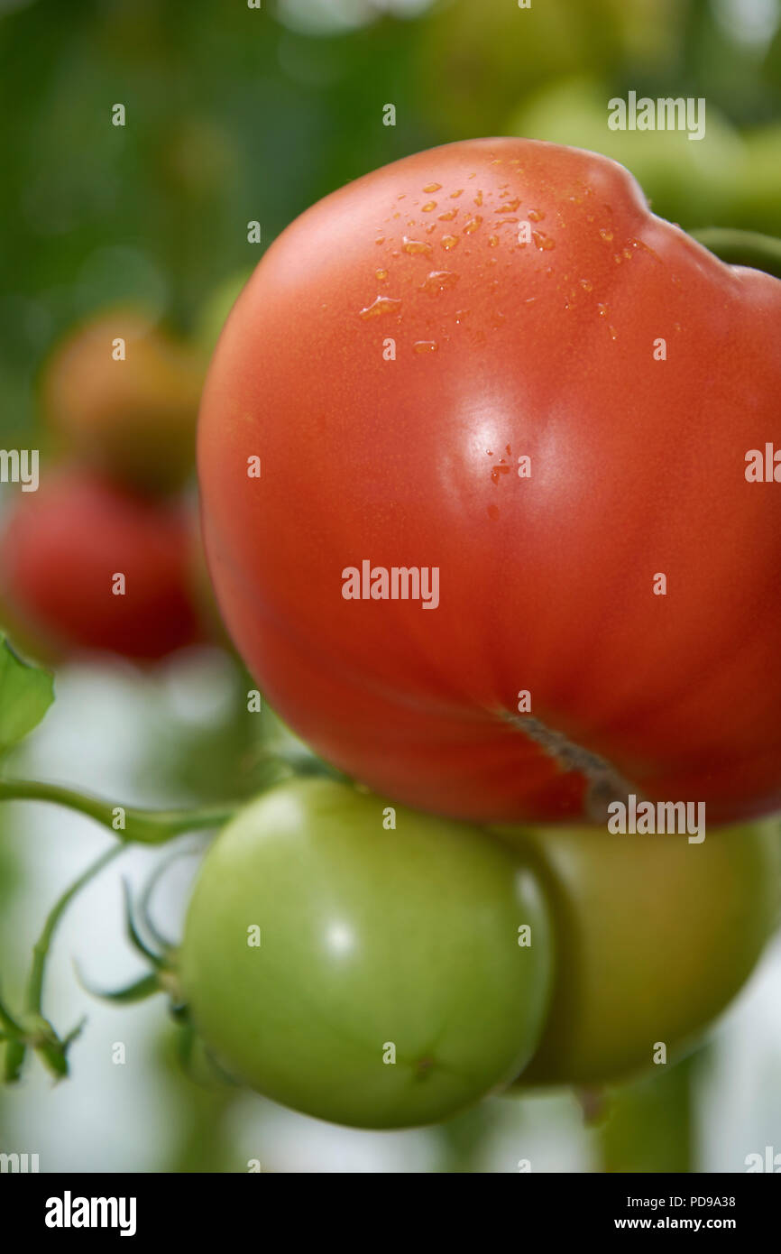 Beautiful red ripe tomatoes are growing in a greenhouse Stock Photo - Alamy