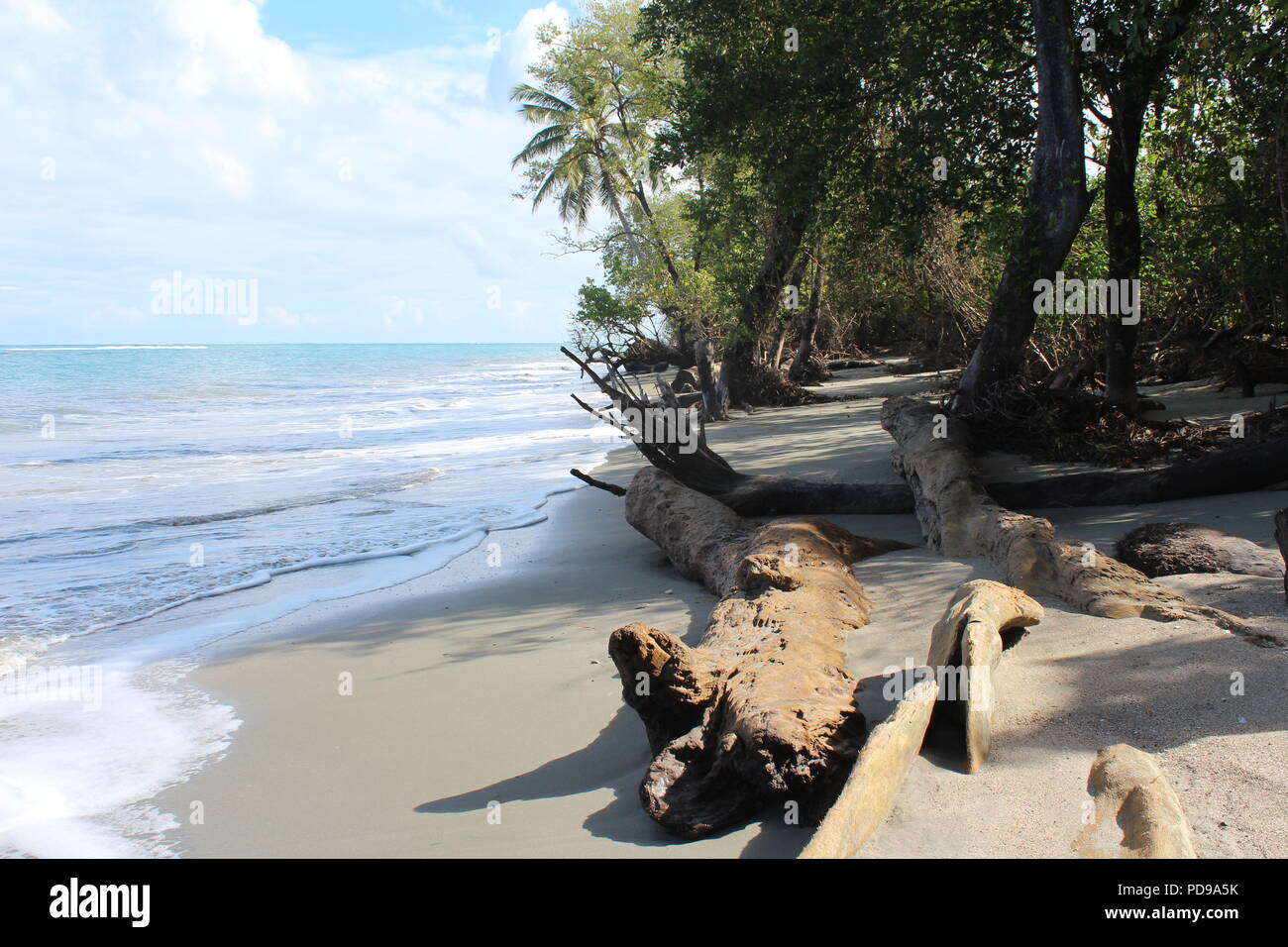 Driftwood in the ocean hi-res stock photography and images - Alamy