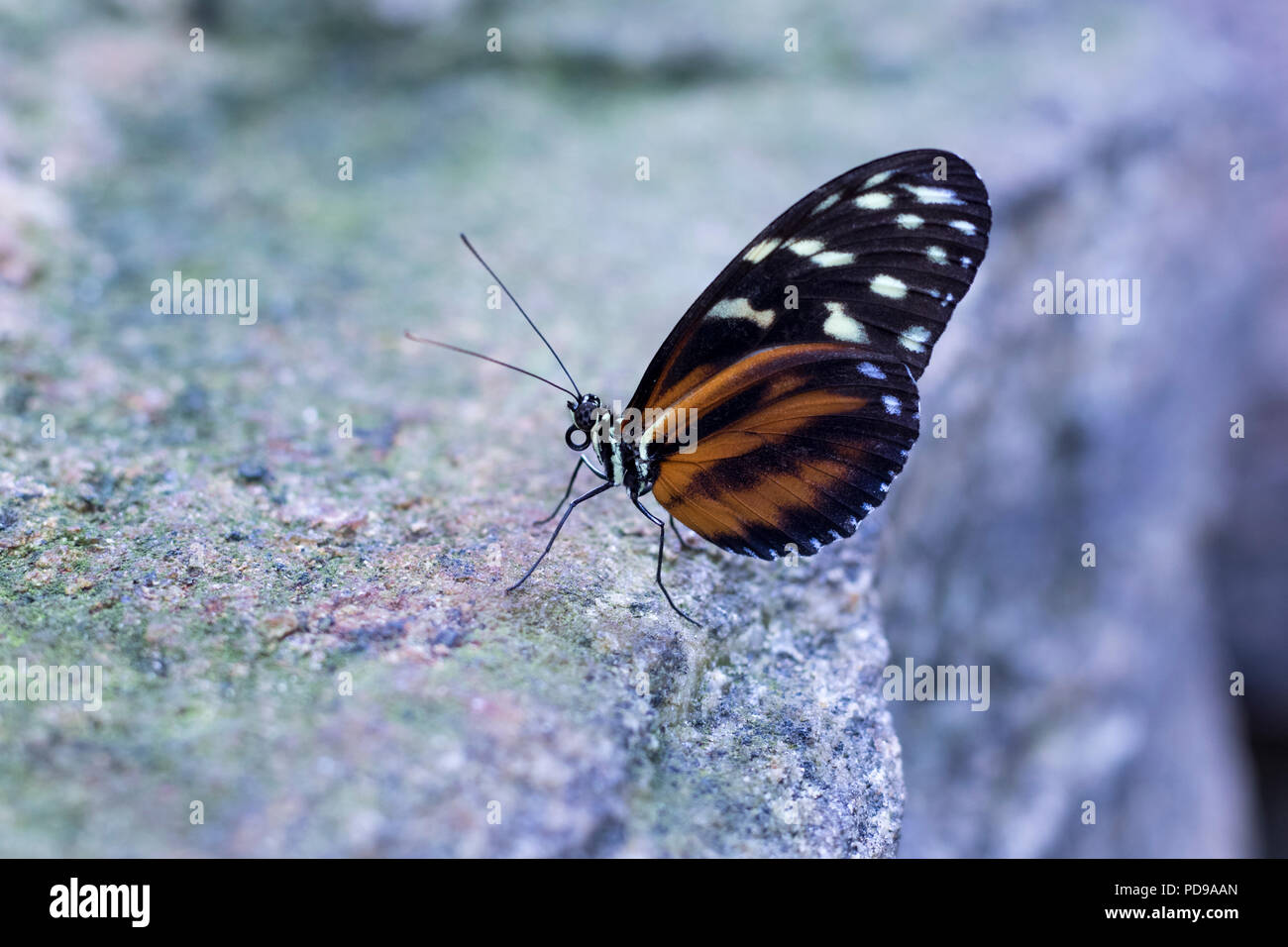 Colorful Butterfly resting on a rock. Delicate patterned wings of a ...