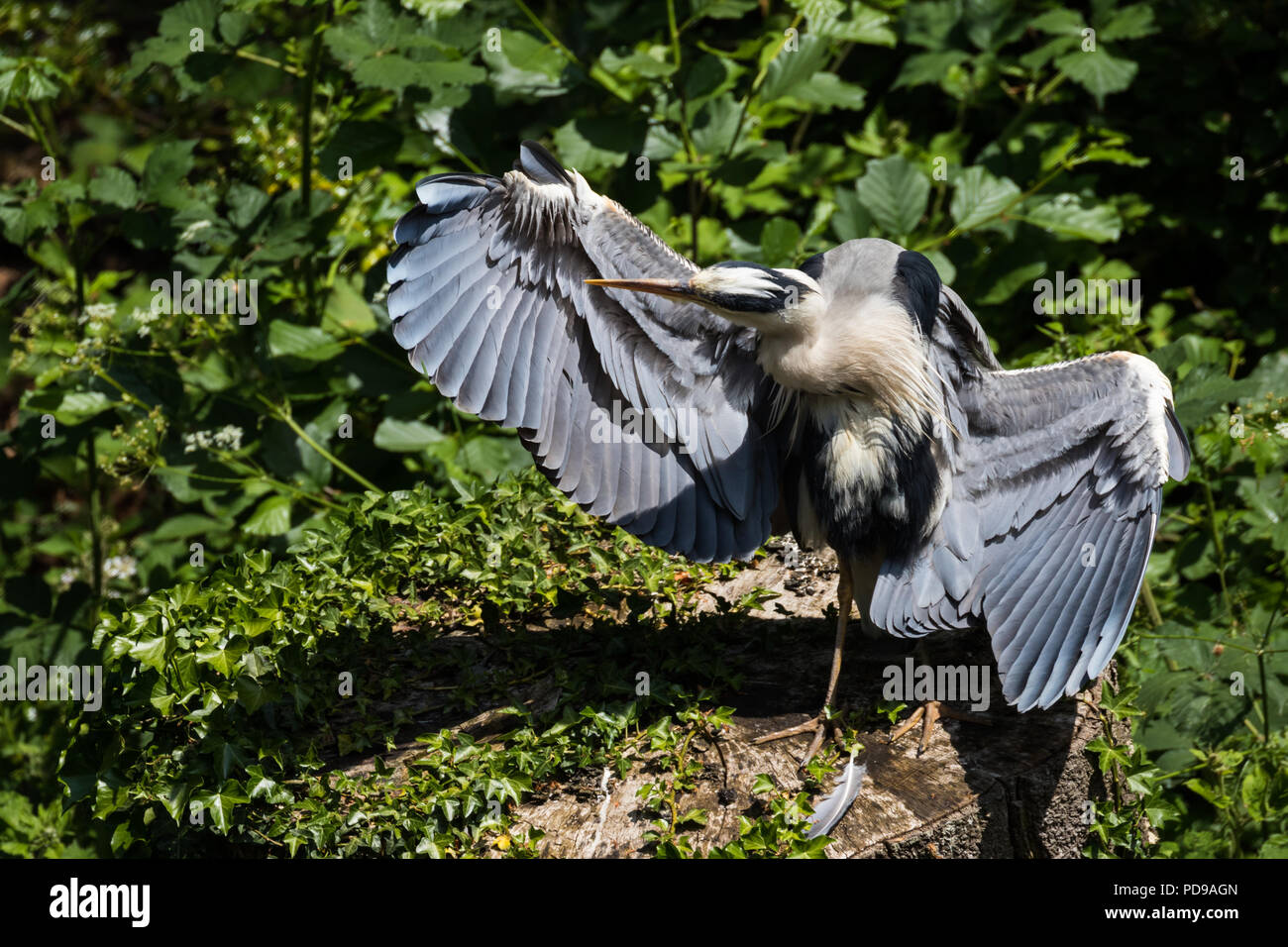 Lagan towpath hi-res stock photography and images - Alamy