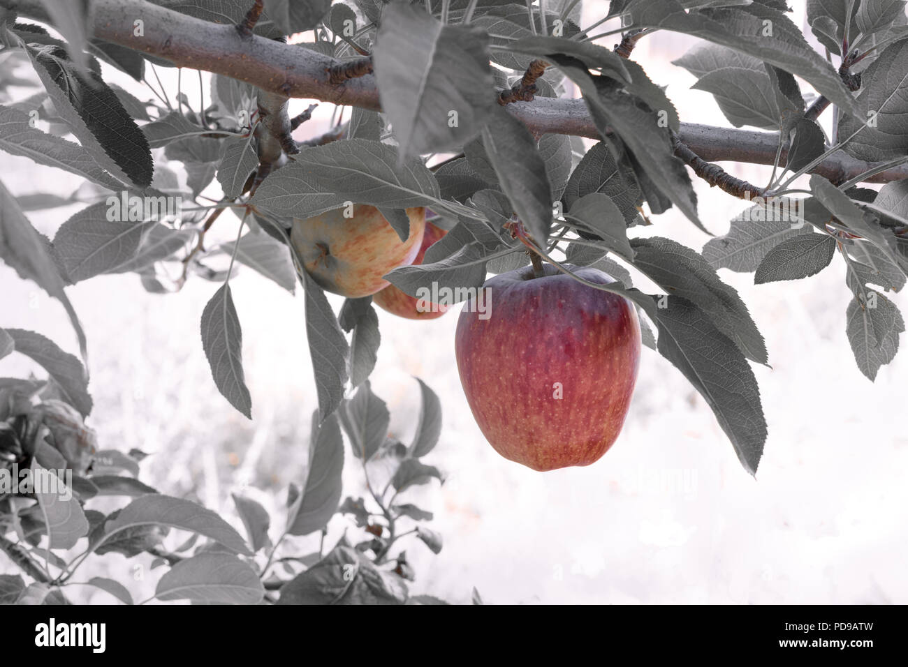 Isolated, color tinted two red apples in a BW photo. Fresh natural ...