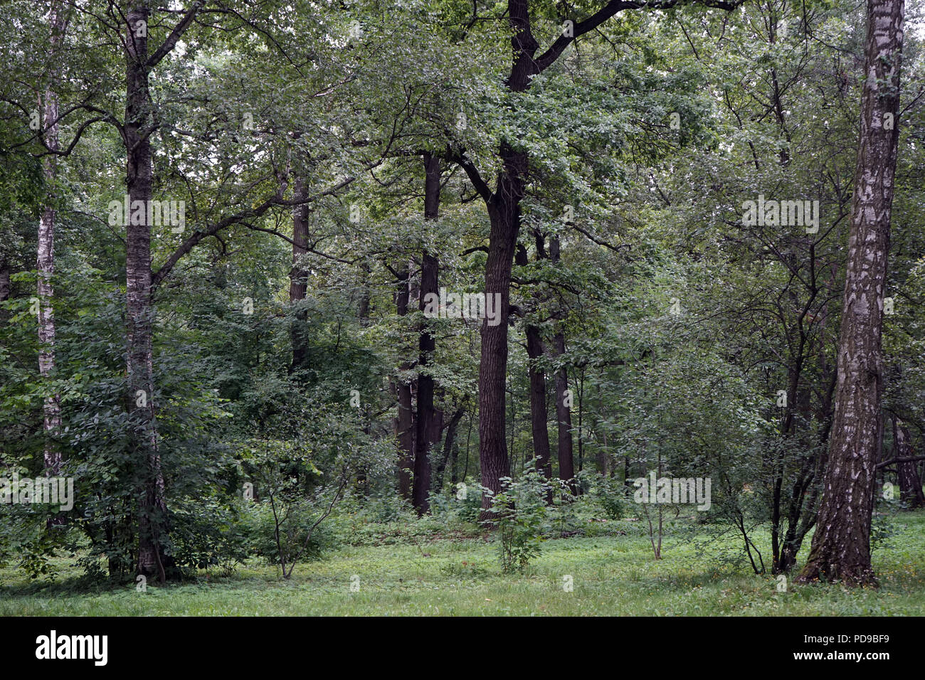 Green trees in Botanical Garden park in Moscow, Russia Stock Photo - Alamy