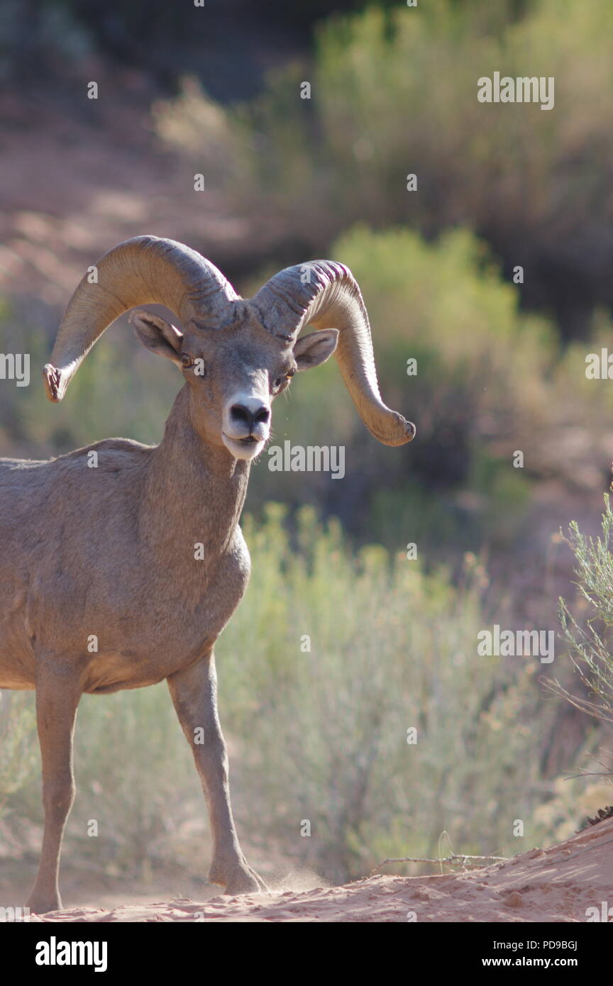 One Ram seen in the wild Stock Photo - Alamy