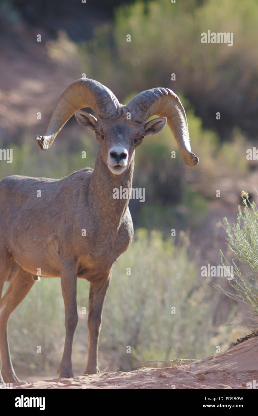 One Ram seen in the wild Stock Photo - Alamy