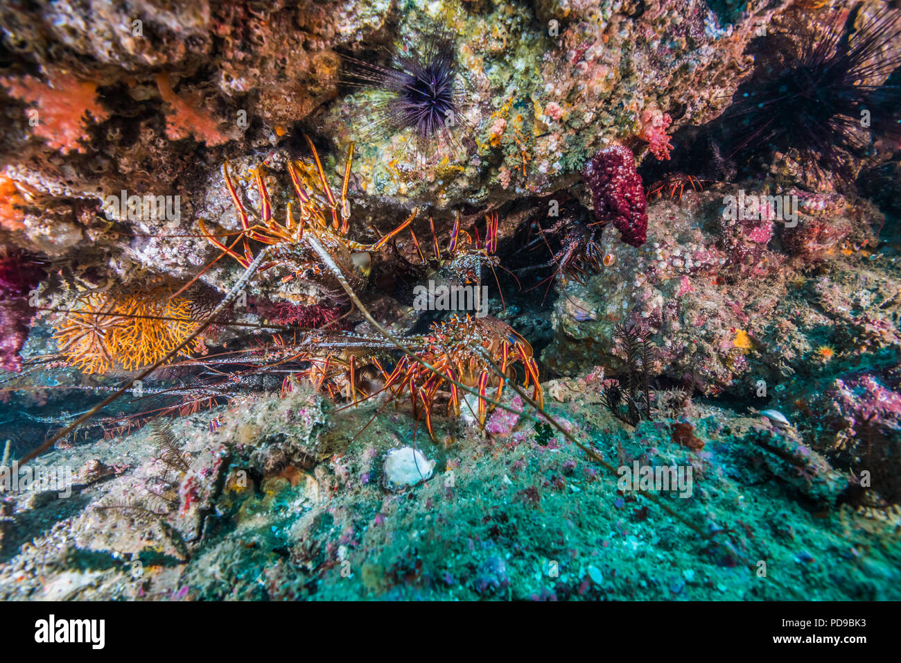 A lot of Japanese Spiny Lobsters, Panulirus japonicus (Von Siebold ...