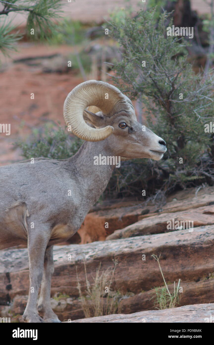 One Ram seen in the wild Stock Photo - Alamy