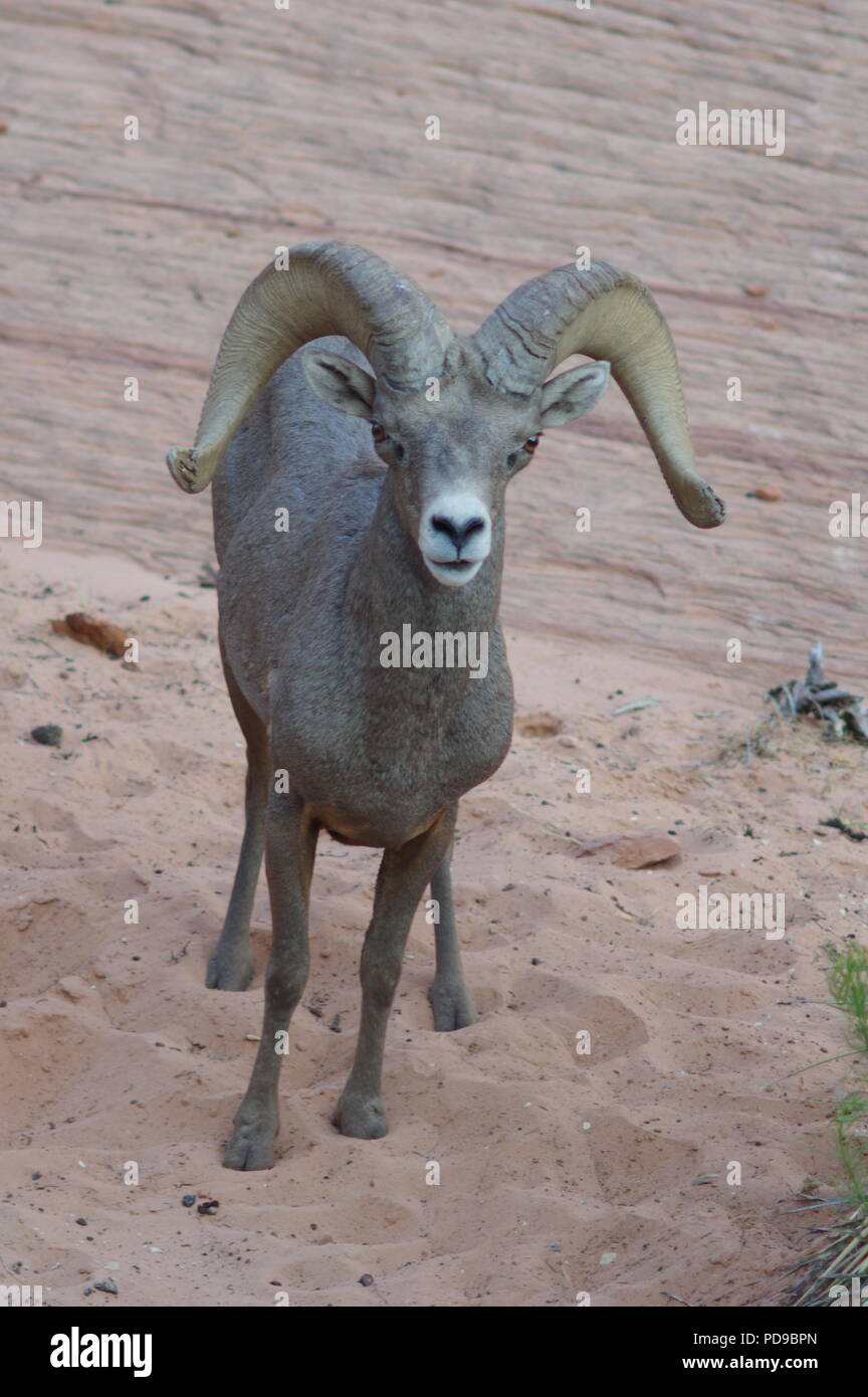 One Ram seen in the wild Stock Photo - Alamy