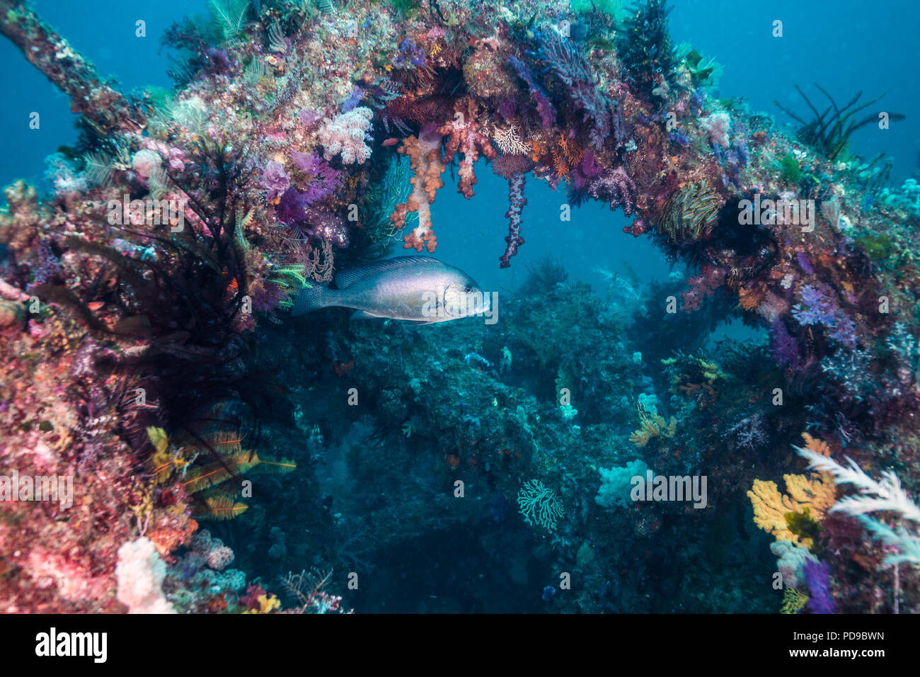 Painted sweetlips, Diagramma pictum (Thunberg, 1792), swimming inside ...