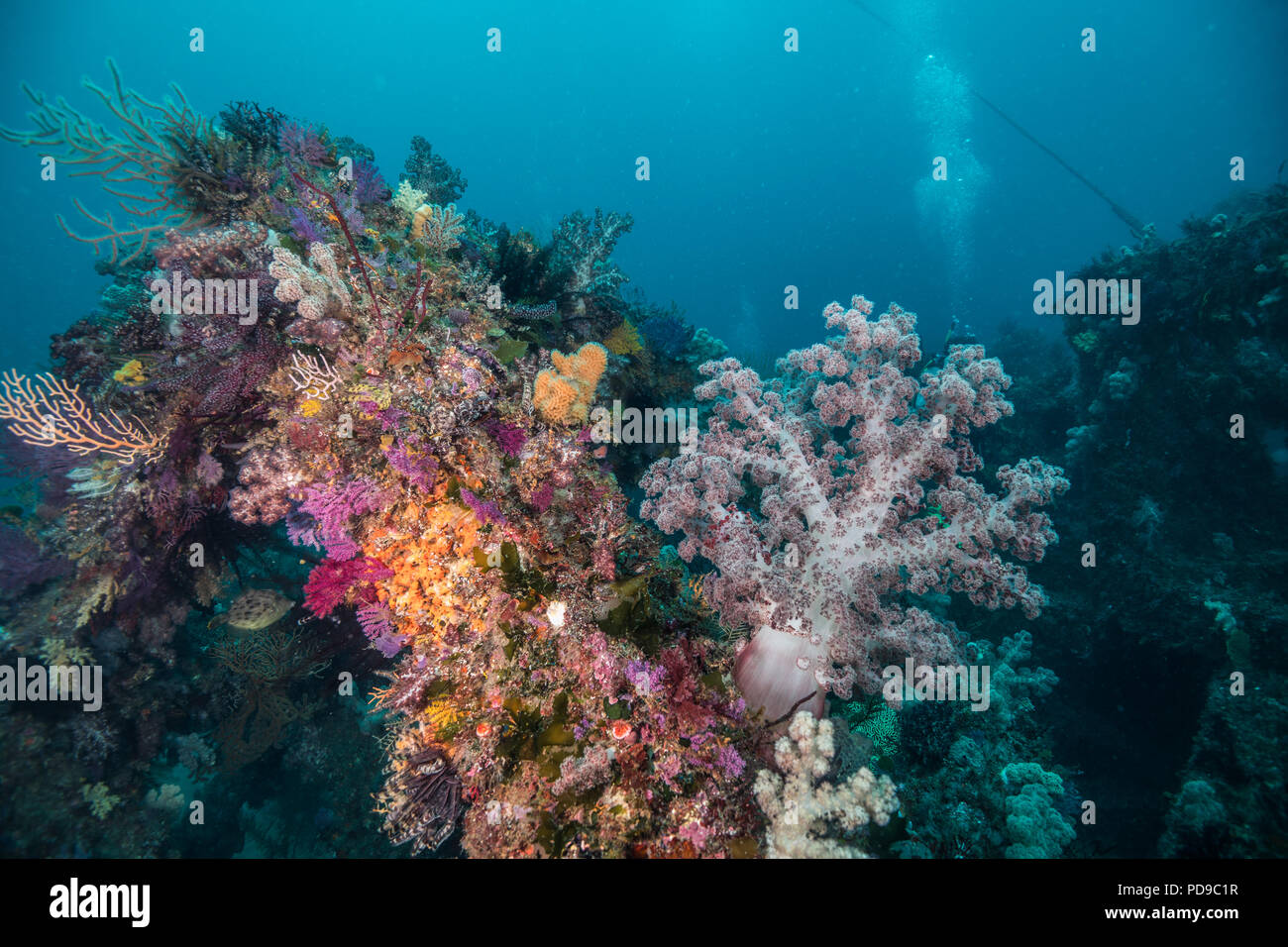 The artificial fish reef point covered with colorful soft coral. -20m ...