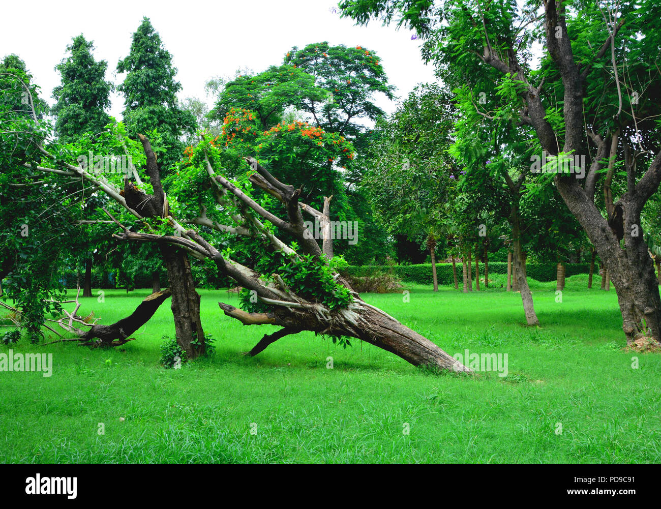 A fallen tree amidst the biological garden shows the green environment ...