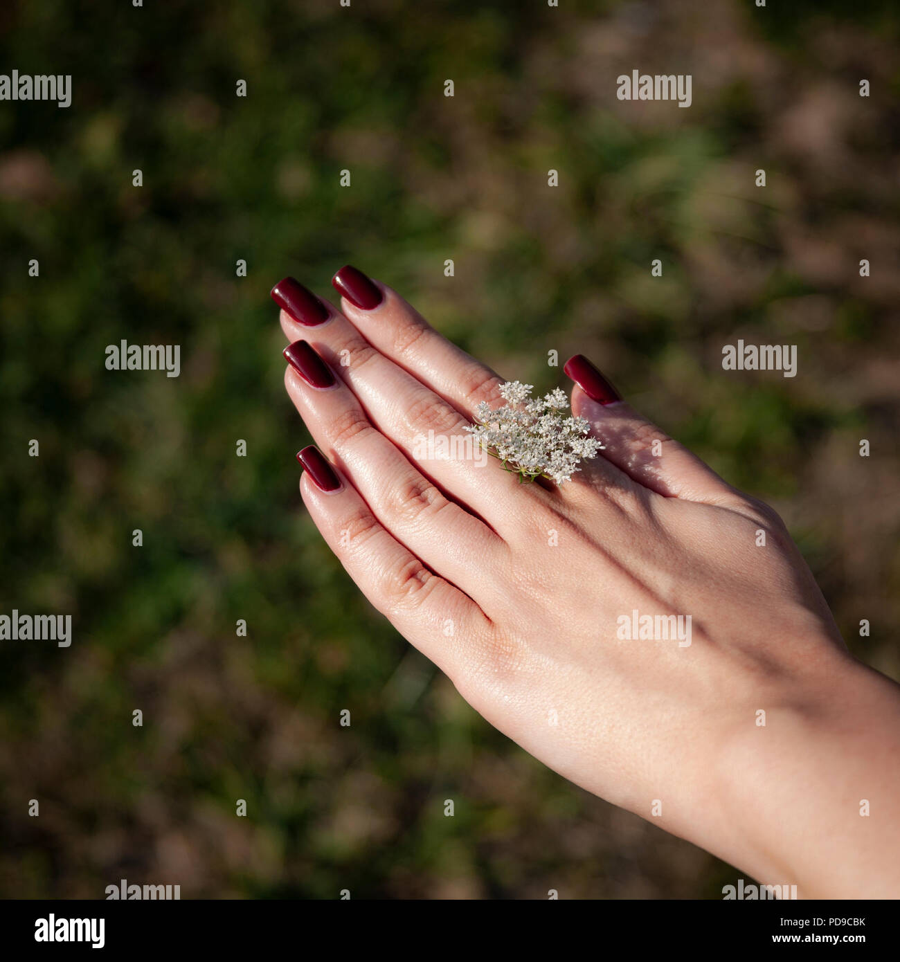 Young female hand wearing a small white flower as a ring Stock Photo ...