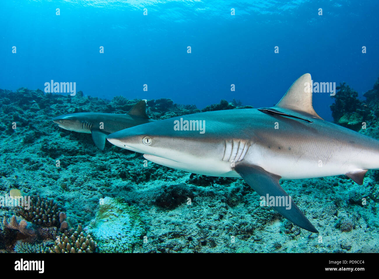 Two species of sharks are pictured here in the same frame. A gray reef ...