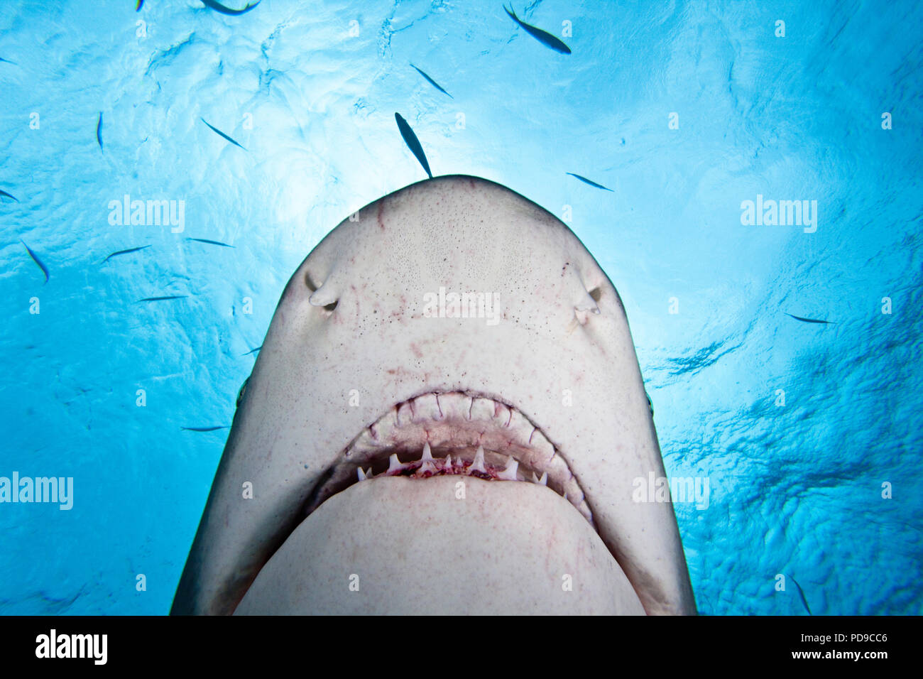 The view from directly under a lemon shark, Negaprion brevirostris, as ...
