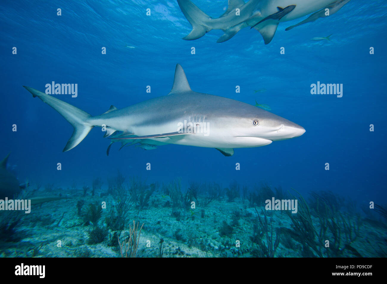 Fish bait camera hi-res stock photography and images - Alamy