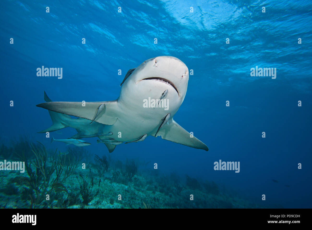 Lemon shark, Negaprion brevirostris, underwater with remoras, West End ...