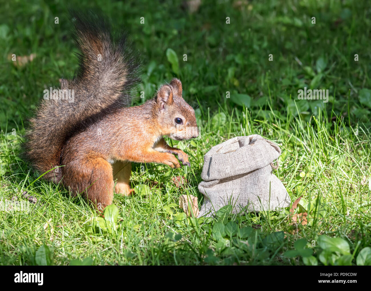 Stealing nuts hi-res stock photography and images - Alamy