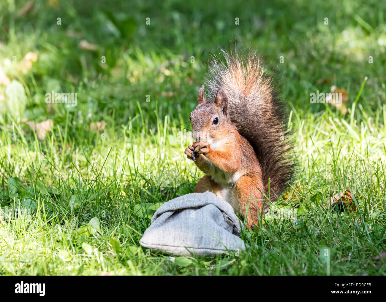 From the tail of summer hi-res stock photography and images - Alamy