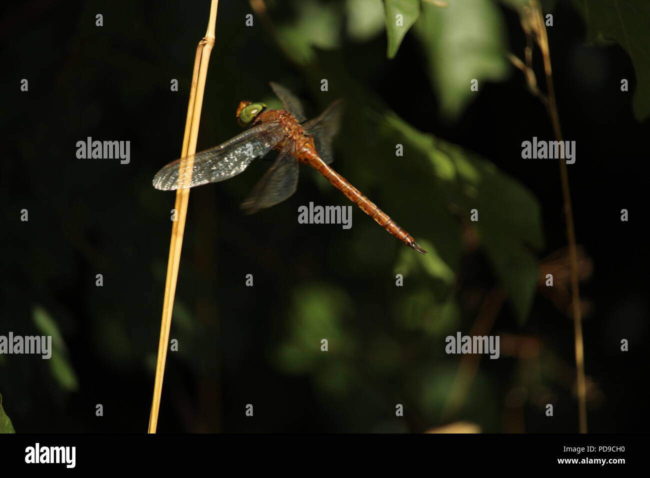 An isolated Norfolk Hawker Dragonfly ( Anaciaeschna isoceles) in flight ...
