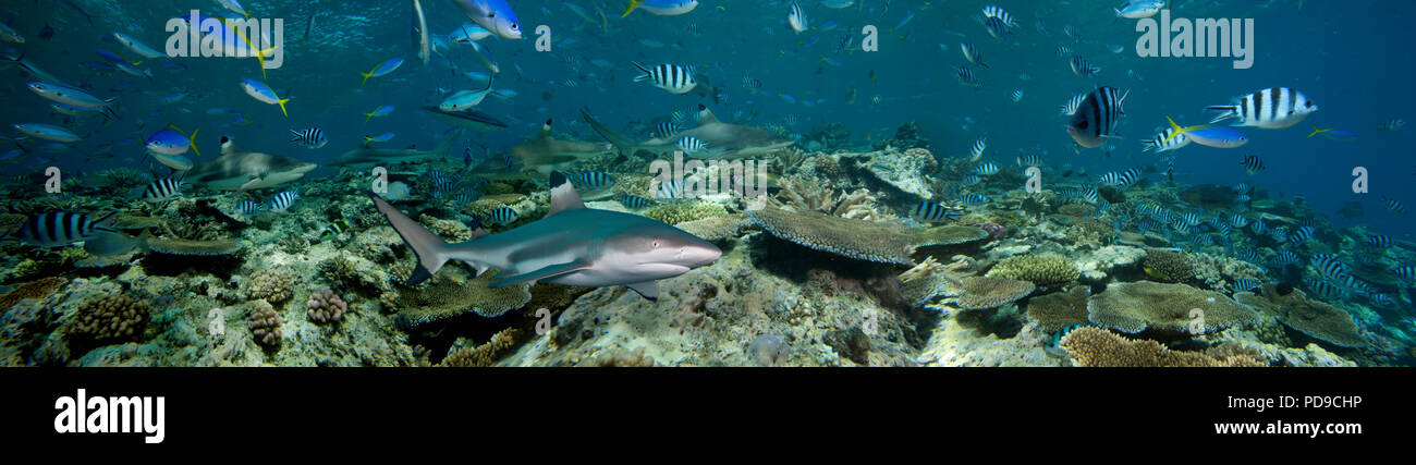 Four blacktip reef sharks, Carcharhinus melanopterus, and various reef ...