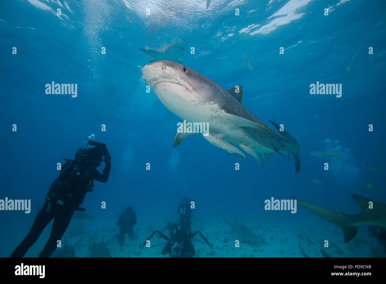 Legendary cinematographer Stan Waterman (MR) lines up his video camera ...