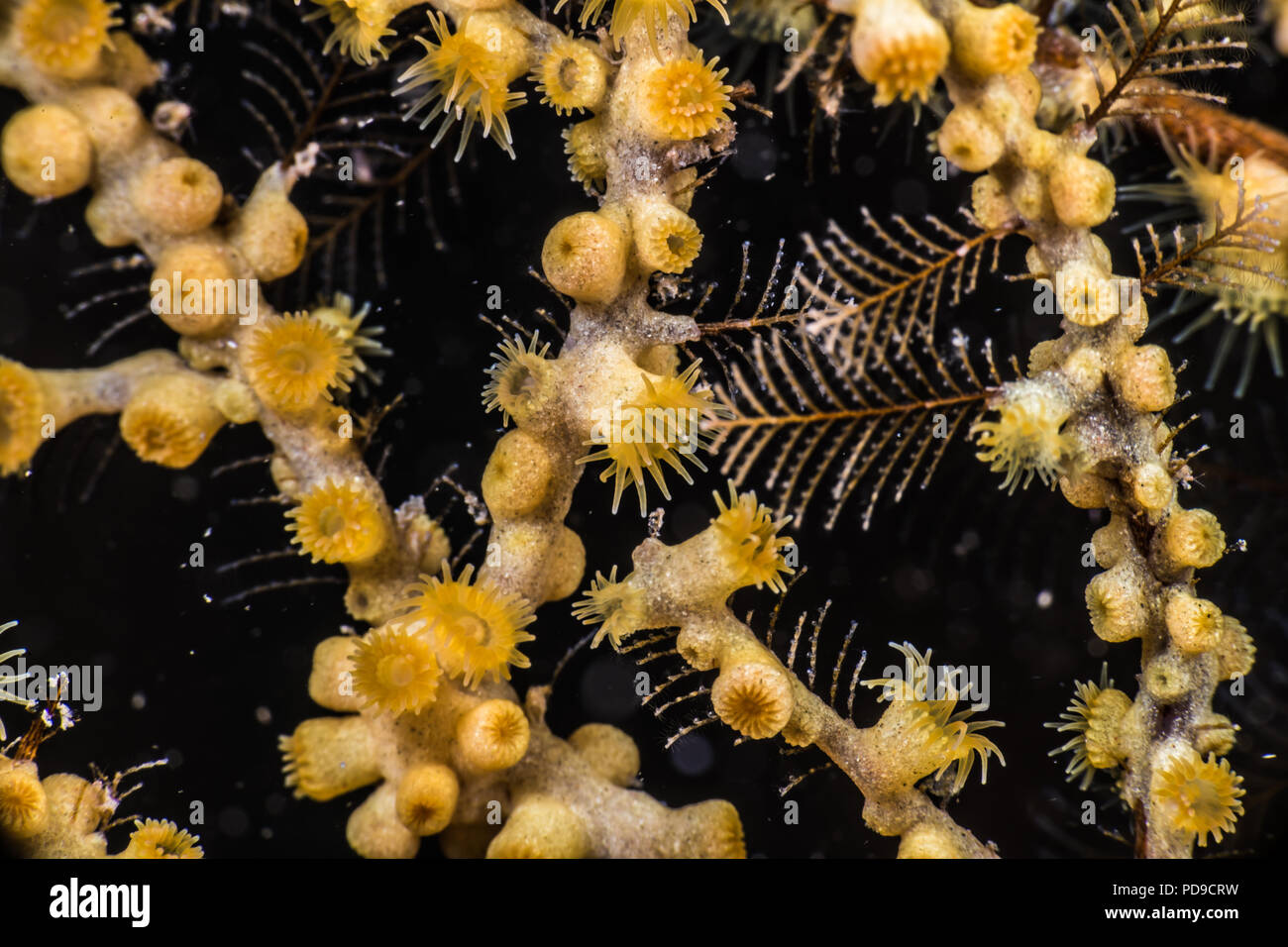 Yellow polyps, Parazoanthus gracilis (Lwowsky, 1913) , parasitizing on ...