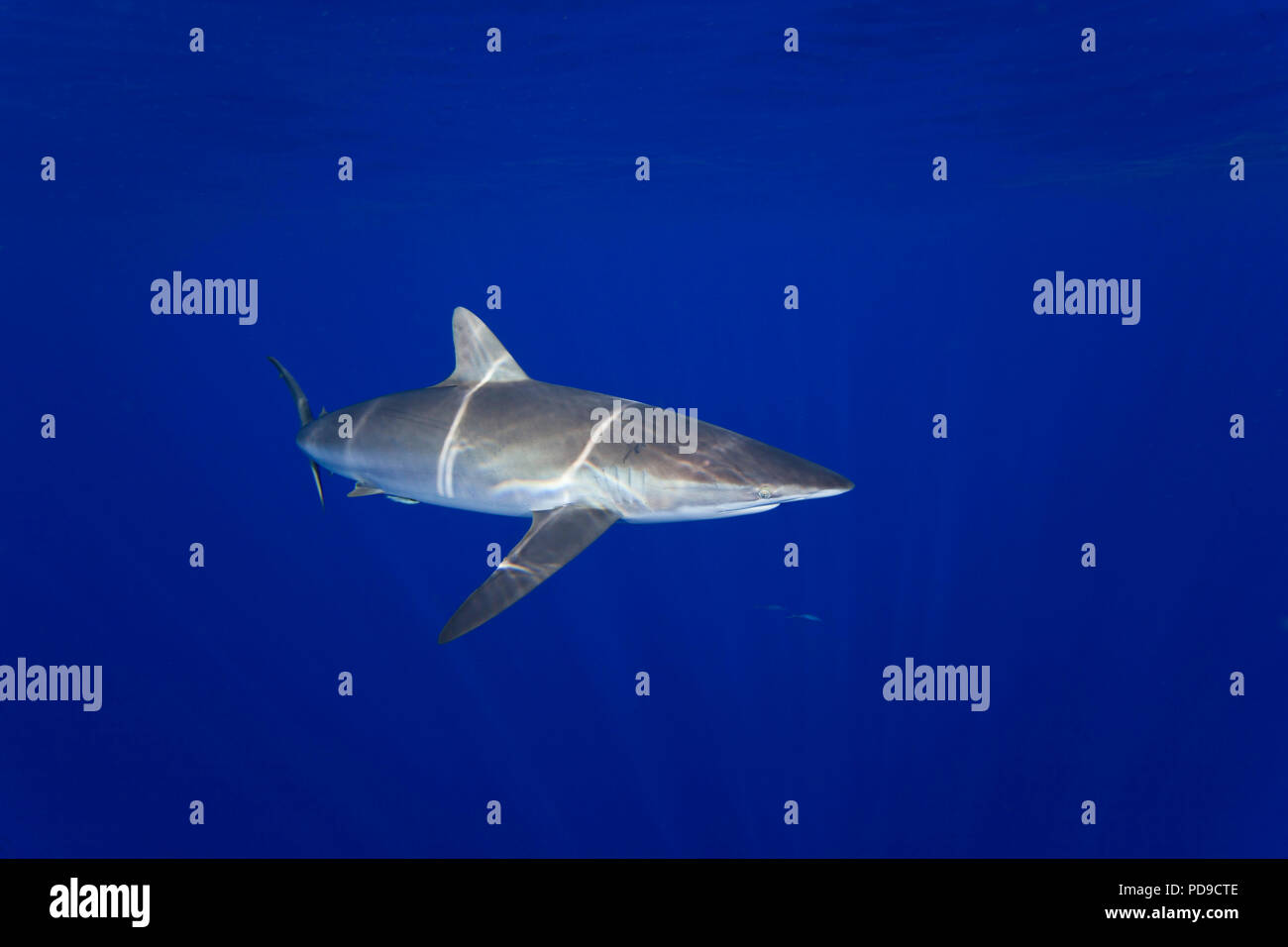 Silky shark hi-res stock photography and images - Alamy