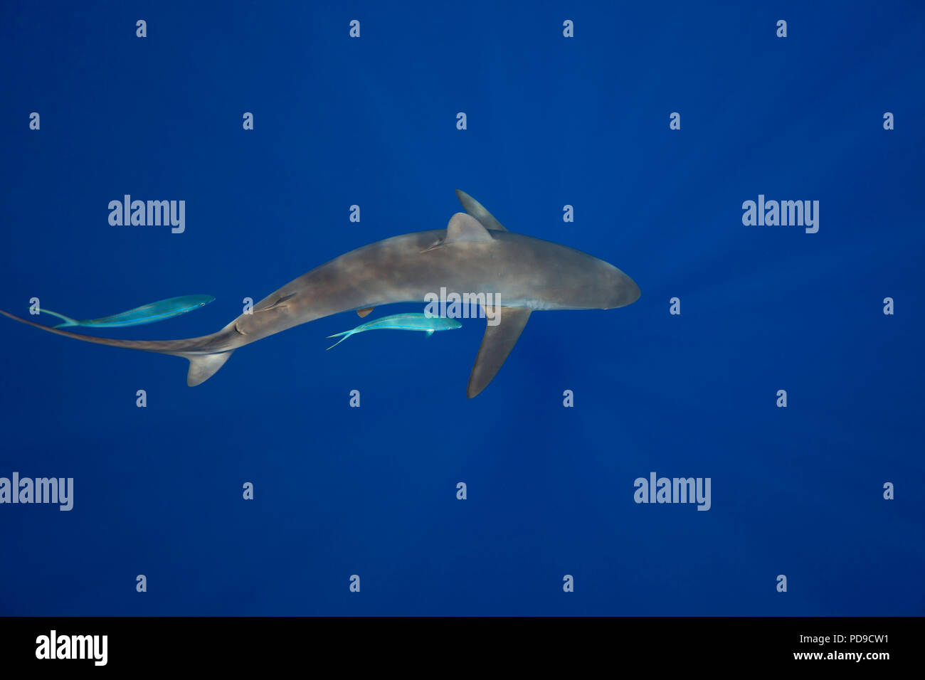 Two rainbow runner, Elagatis bipinnulata, are gliding along with this ...