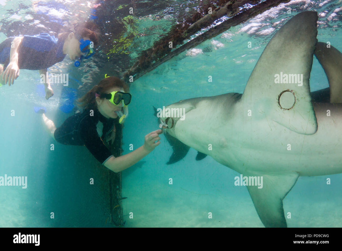 A woman and her son hand feed a lemon, shark, Negaprion, brevirostris ...