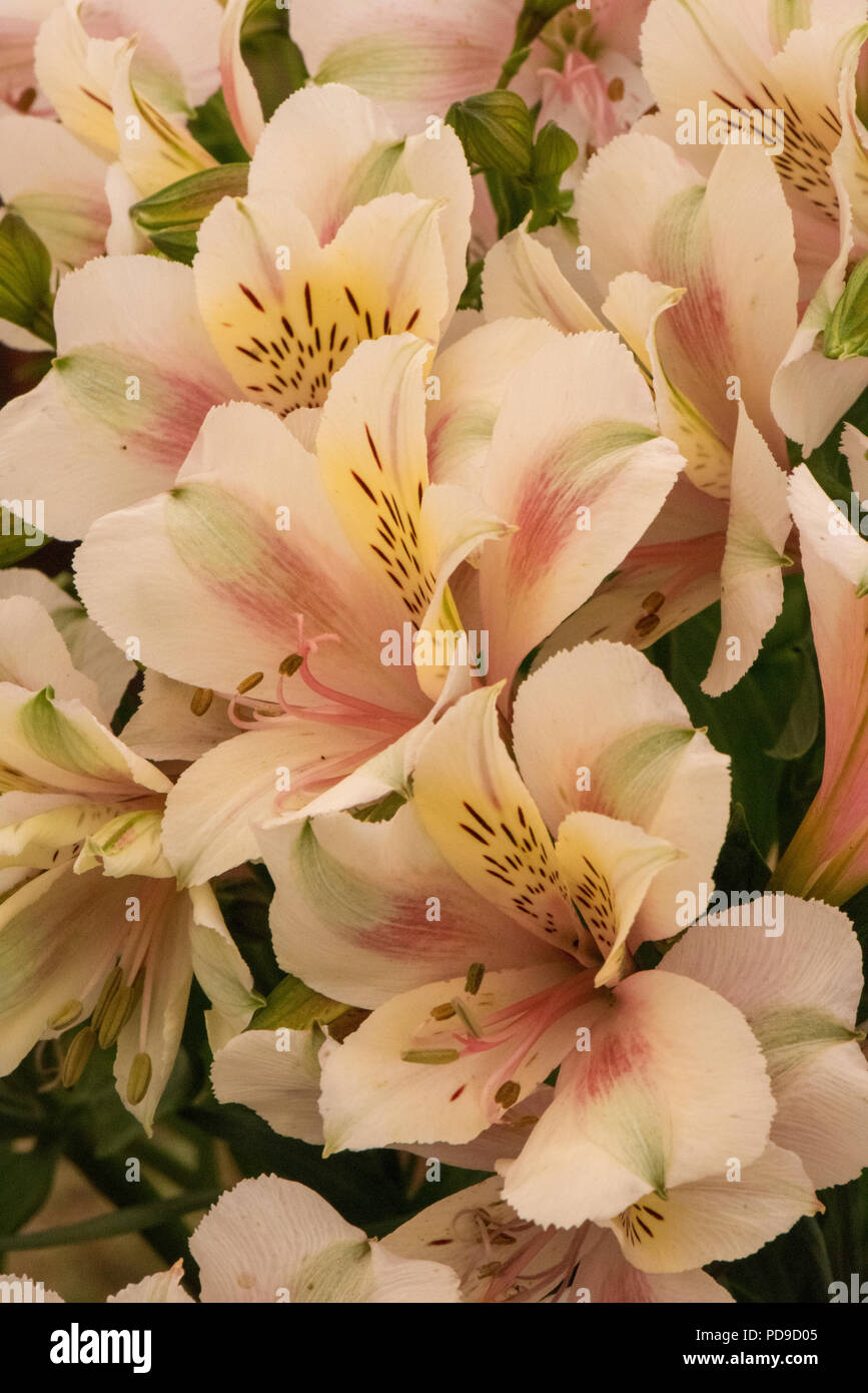 Beautiful Peruvian lily blooms, lily of the Incas, alstroemeria Stock ...