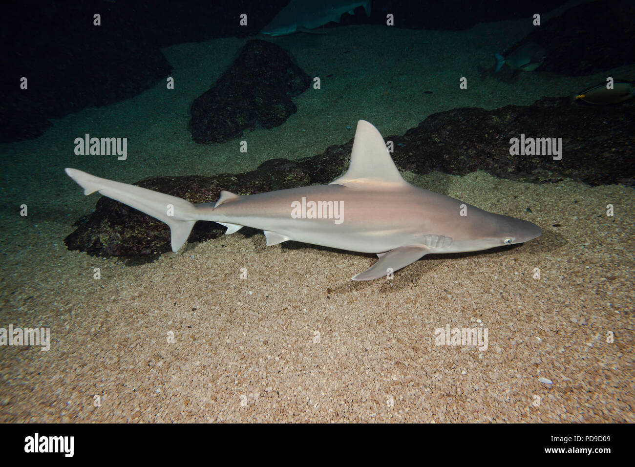 Sandbar Shark Identification The Fun Found In Small Shark Species