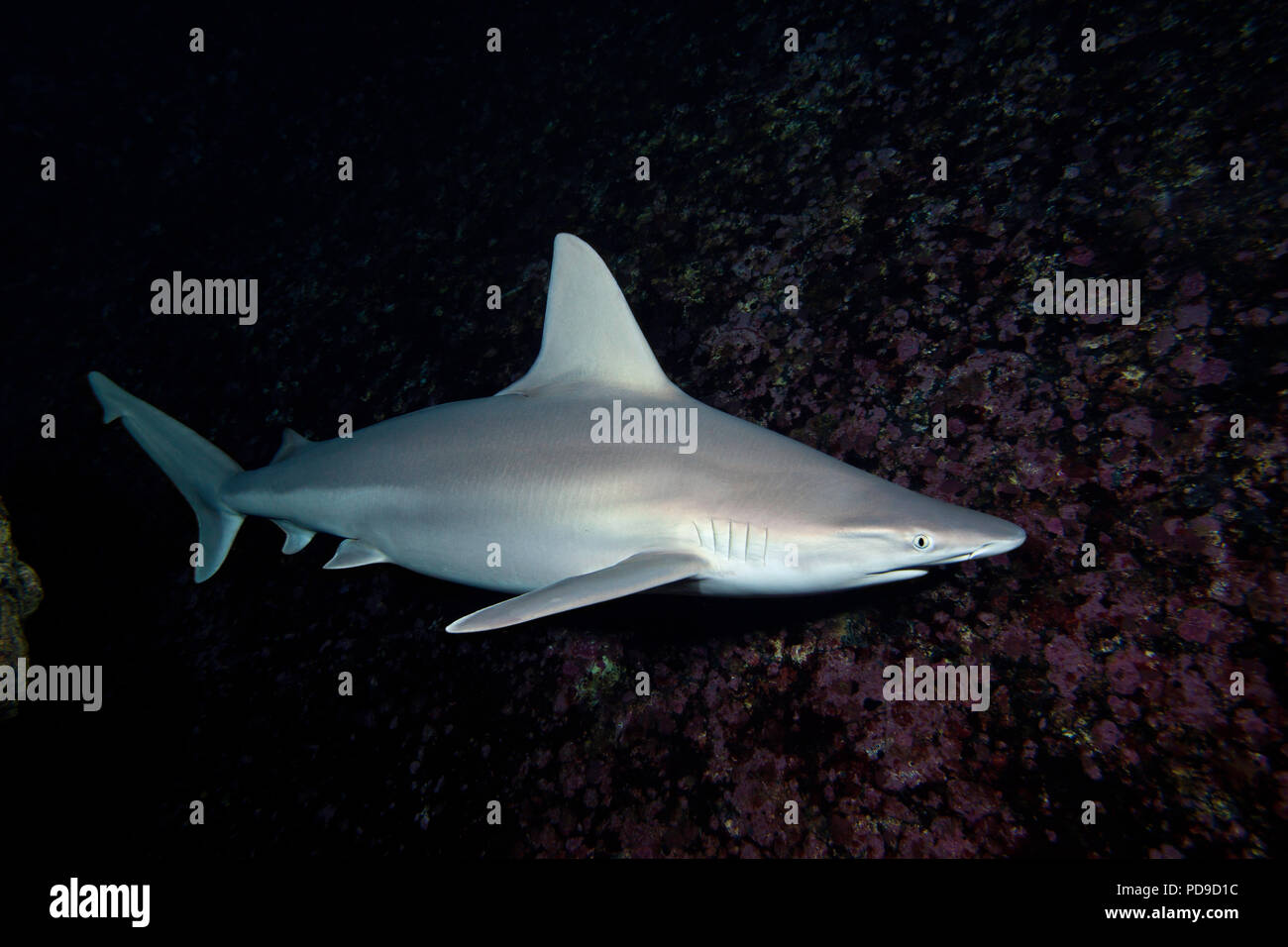Sandbar shark carcharhinus plumbeus hi-res stock photography and images ...