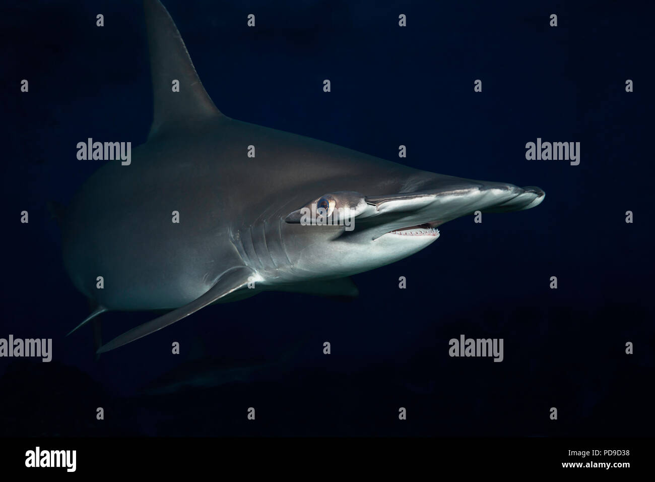 Sphyrna lewini mouth hi-res stock photography and images - Alamy