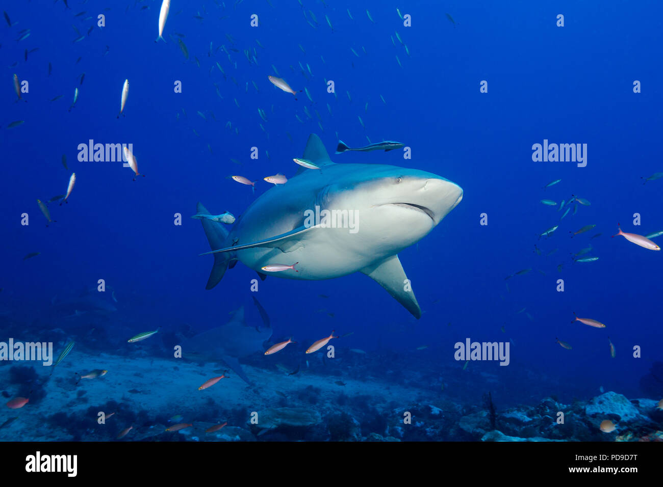 Bull Shark Fresh Water Hi res Stock Photography And Images Alamy