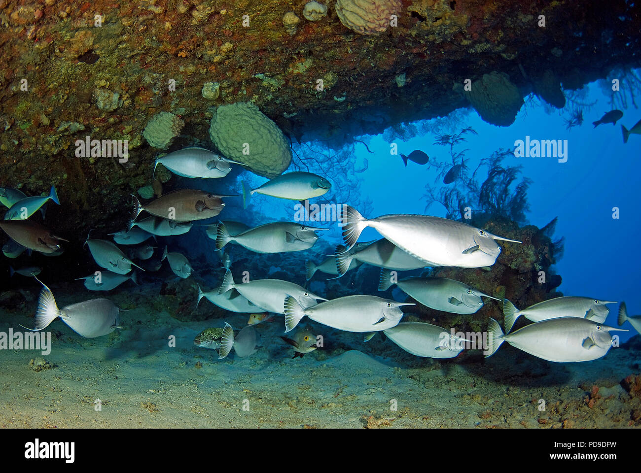 Riesennasendoktor hi-res stock photography and images - Alamy