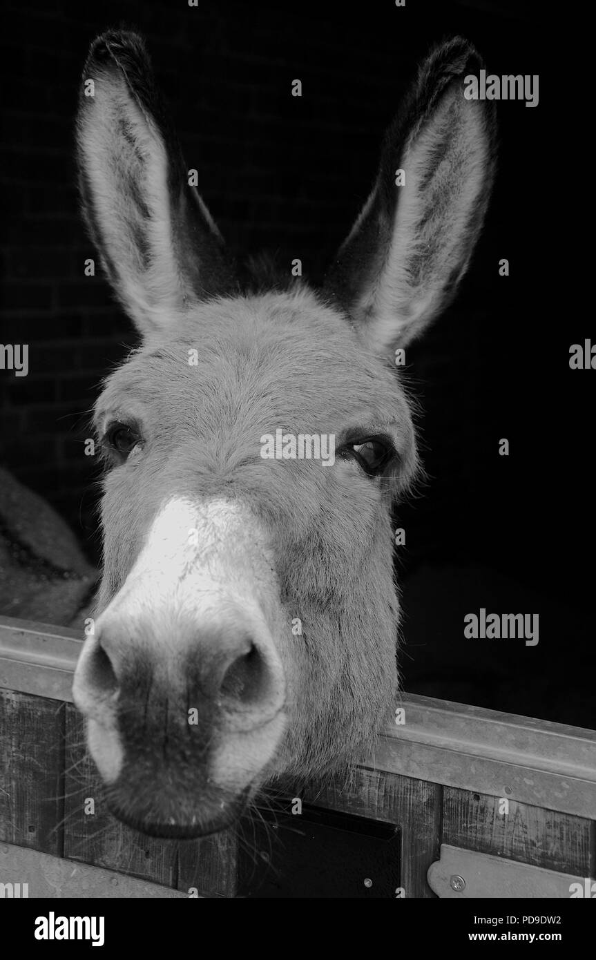 Donkey Head in stable Stock Photo - Alamy