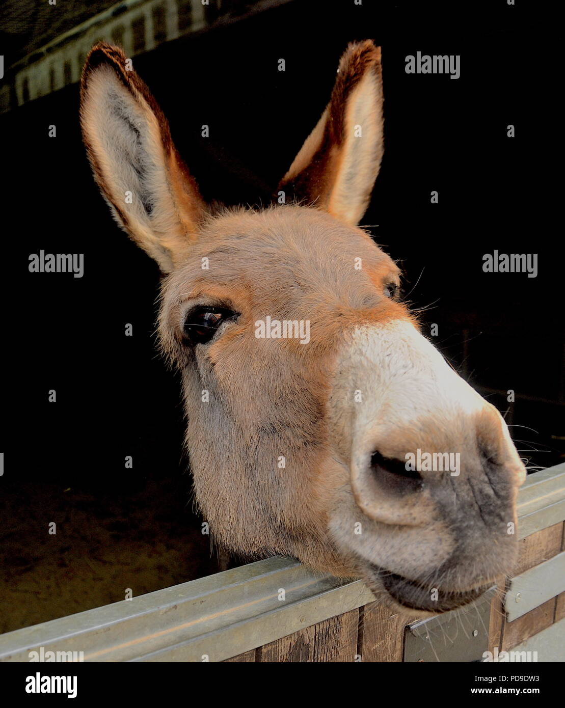 Donkeys in stable hi-res stock photography and images - Alamy
