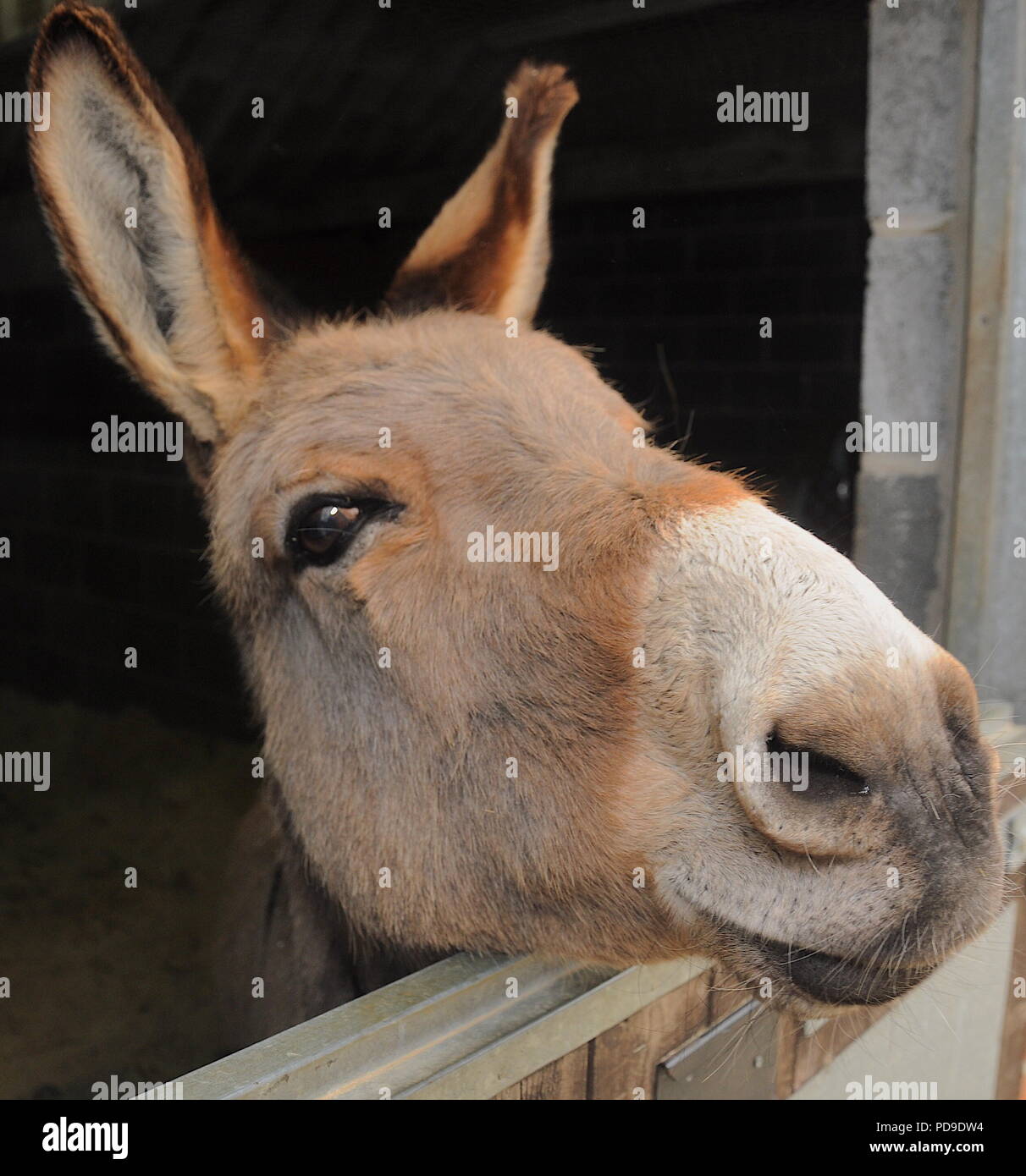 Donkey Head in stable Stock Photo - Alamy