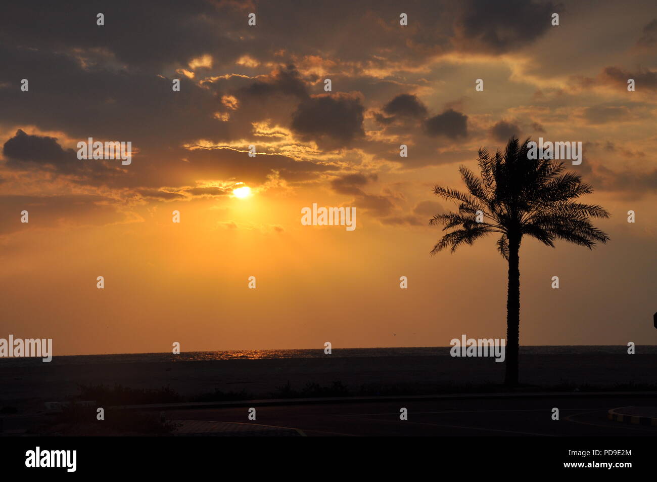 Cloudy sunset on the beach and solitary palm tree in Middle Eastern ...