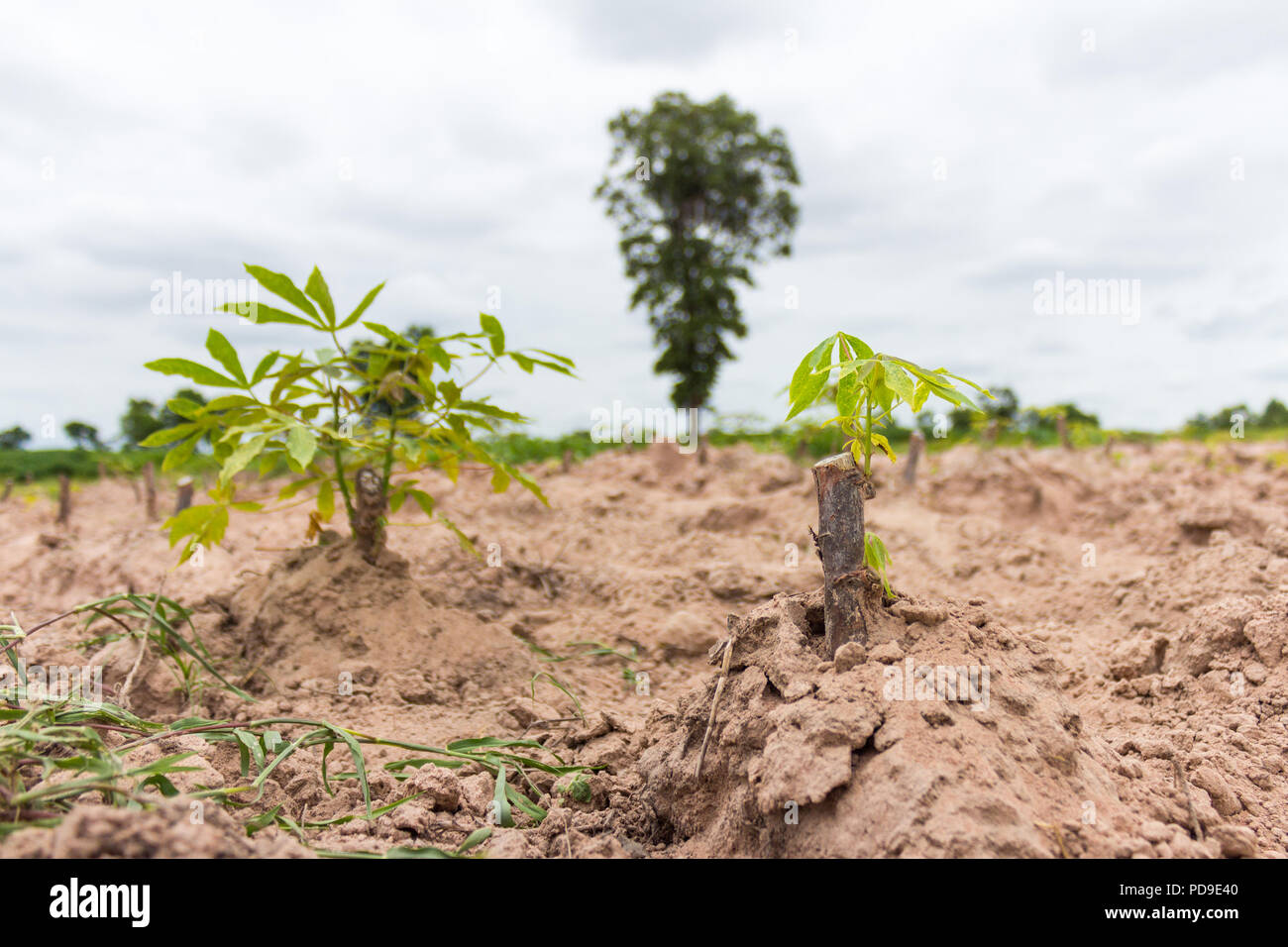 green cassava field in the nature sapling Stock Photo - Alamy