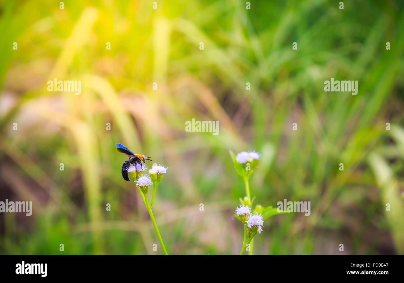 Bumble Bee pollination Stock Photo - Alamy