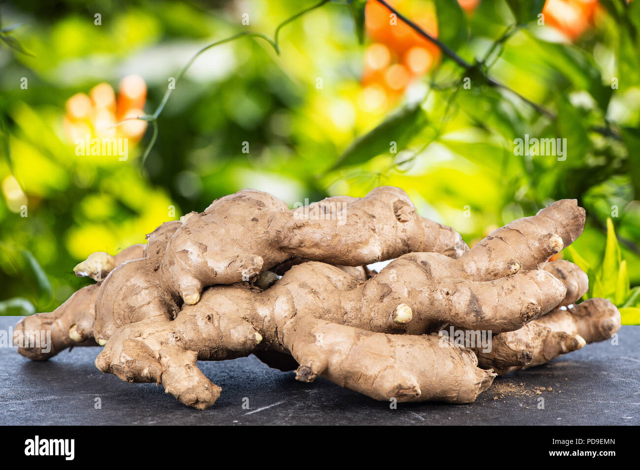 Whole ginger roots on dark old stone background table, space for text ...