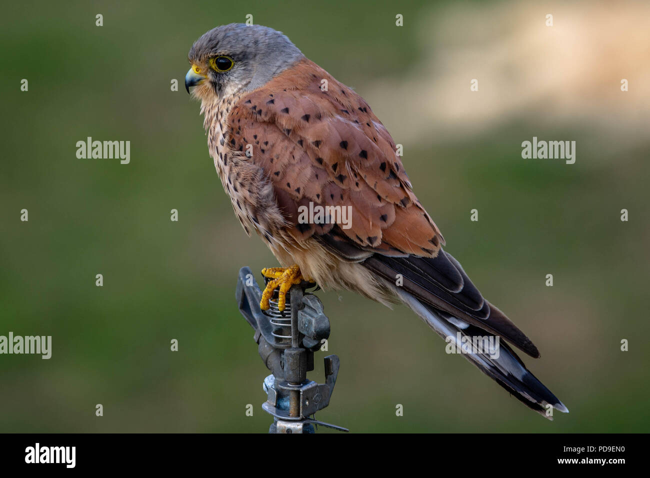Kestrel pose hi-res stock photography and images - Alamy