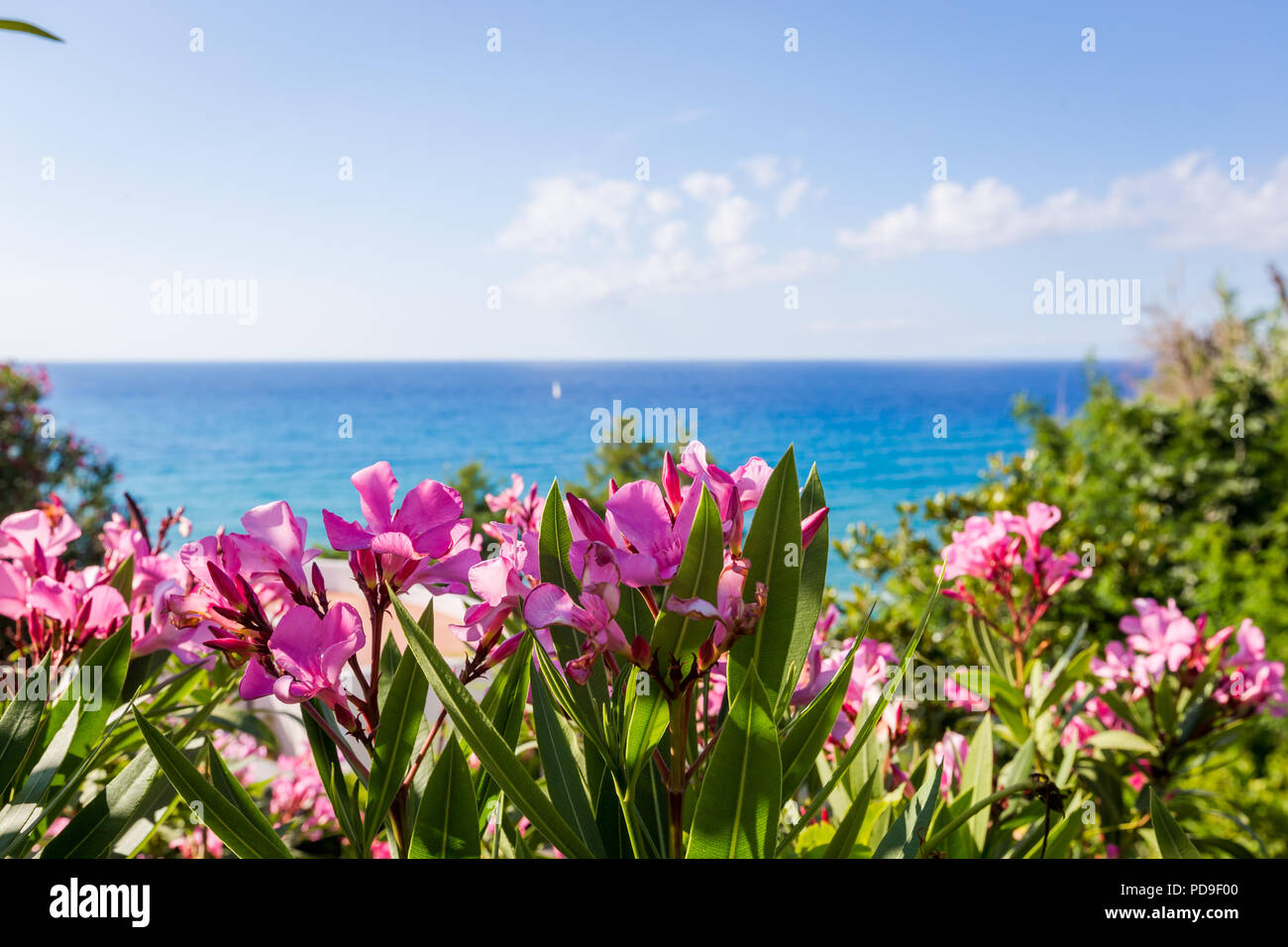 Pink flowers of oleander Stock Photo - Alamy