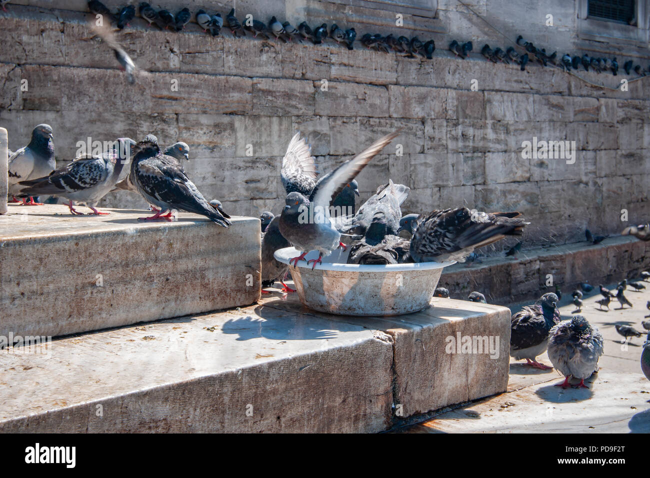 Pigeons on the steps of the New mosque in Istanbul Stock Photo - Alamy